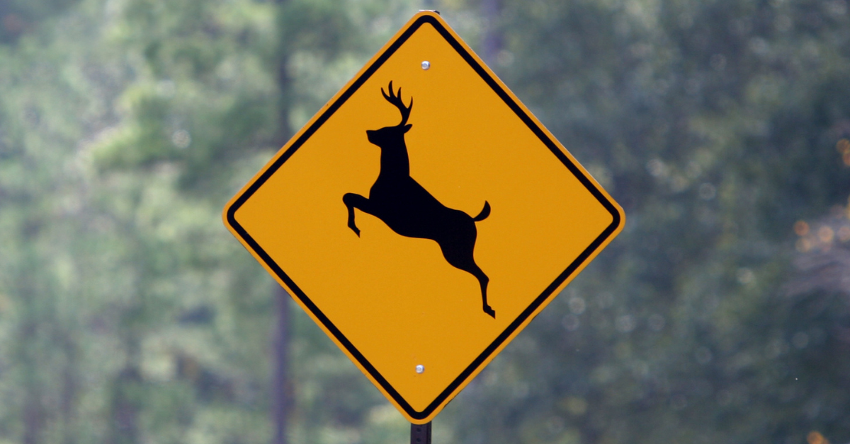 Avoiding and Minimizing Collisions with Wildlife